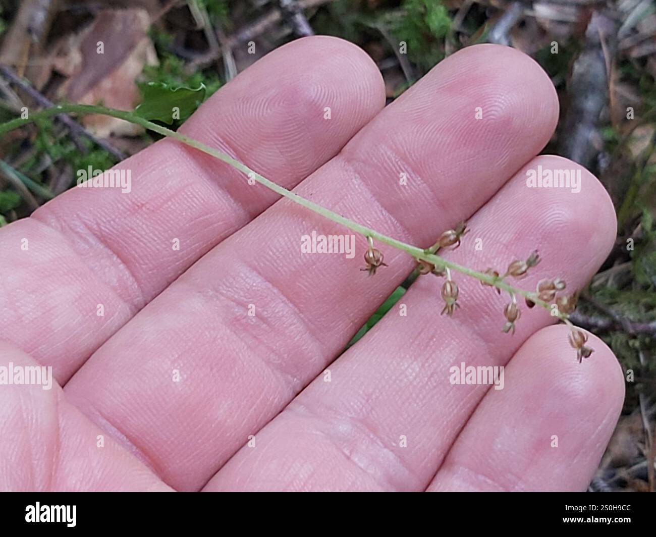 Heartleaf Twayblade (Neottia cordata Stock Photo - Alamy