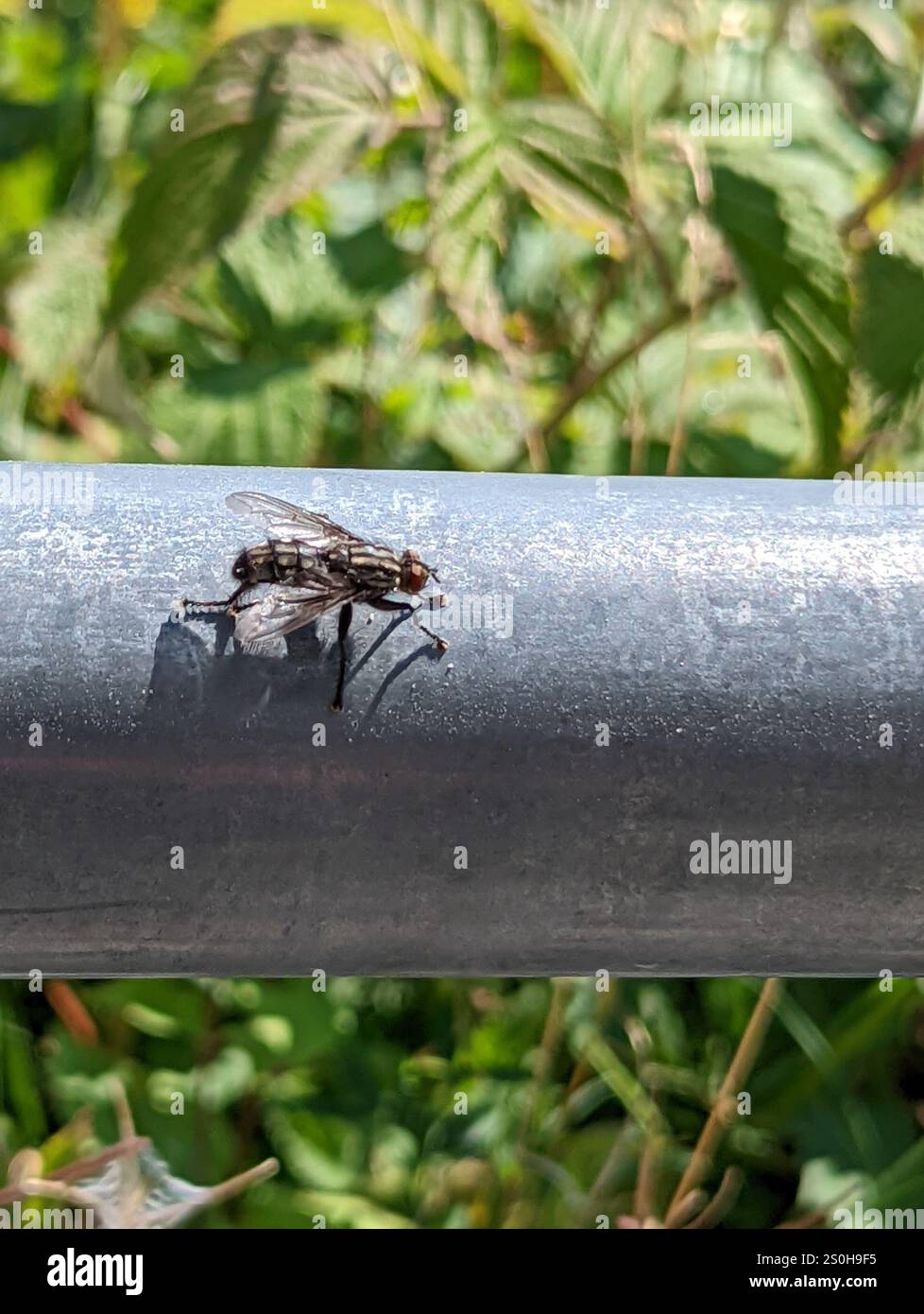Common Flesh Flies (Sarcophaga Stock Photo - Alamy
