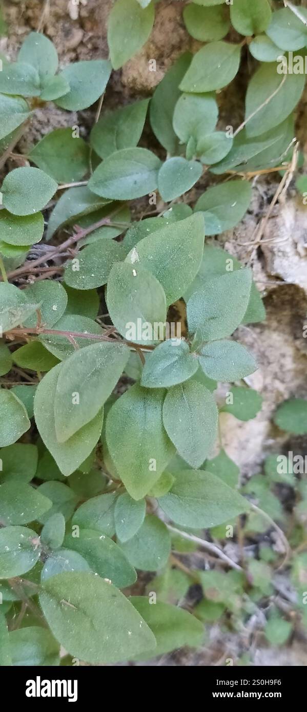 Mediterranean Pellitory-of-the-wall (Parietaria lusitanica chersonensis ...