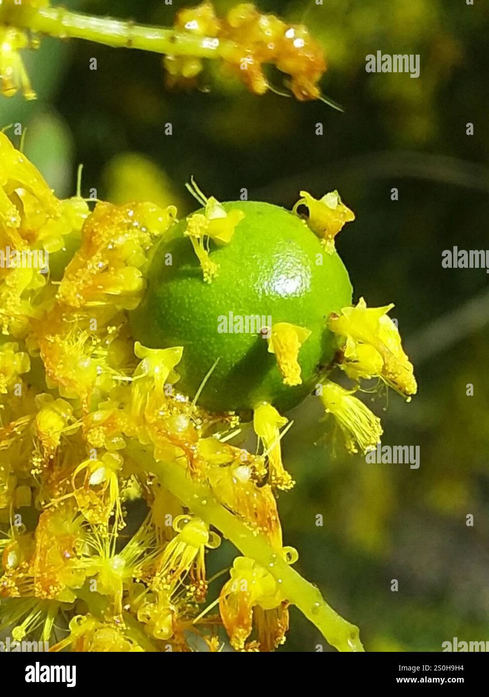 Longleaf Wattle Gall Wasp (Trichilogaster acaciaelongifoliae Stock ...
