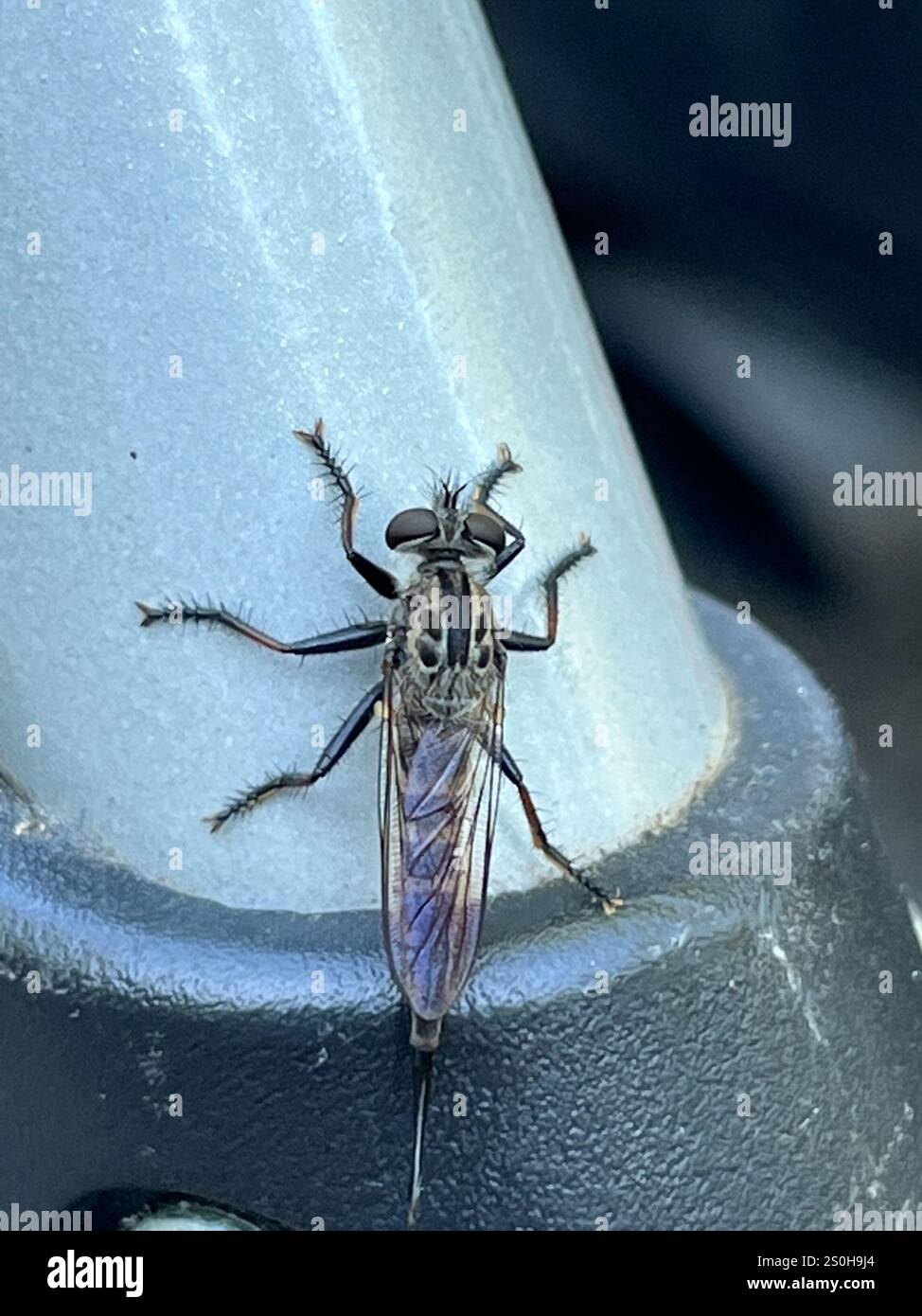 Northeastern Hammertail (Efferia aestuans Stock Photo - Alamy