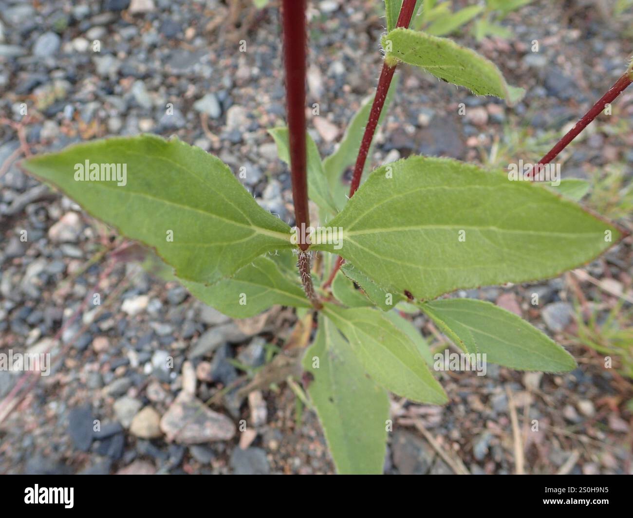 Rhombic-leaved Sunflower (Helianthus pauciflorus subrhomboideus Stock ...