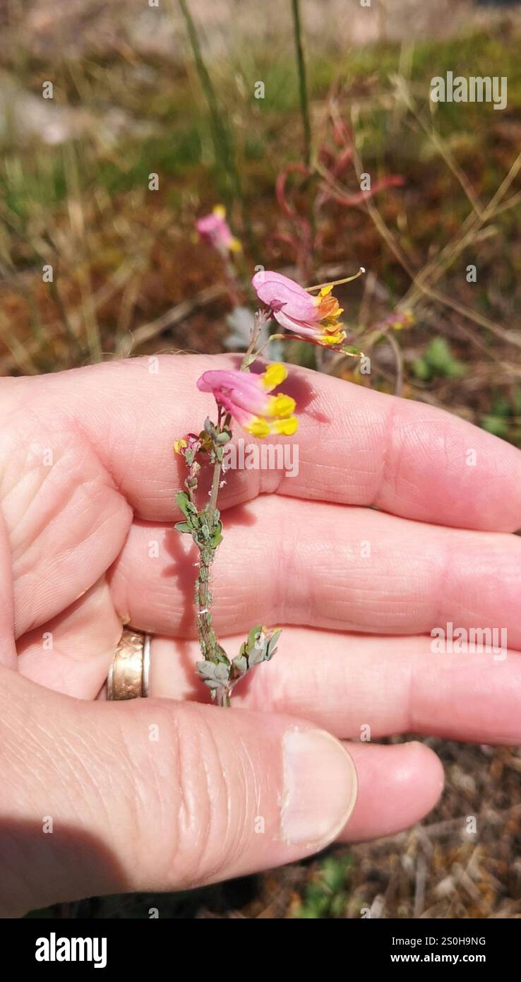 rock harlequin (Capnoides sempervirens Stock Photo - Alamy