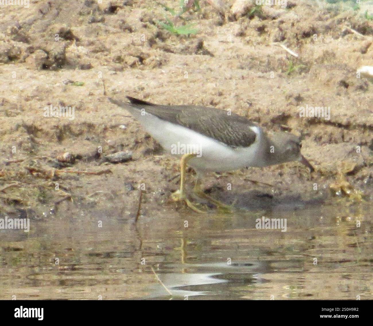 Spotted Sandpiper (Actitis macularius Stock Photo - Alamy