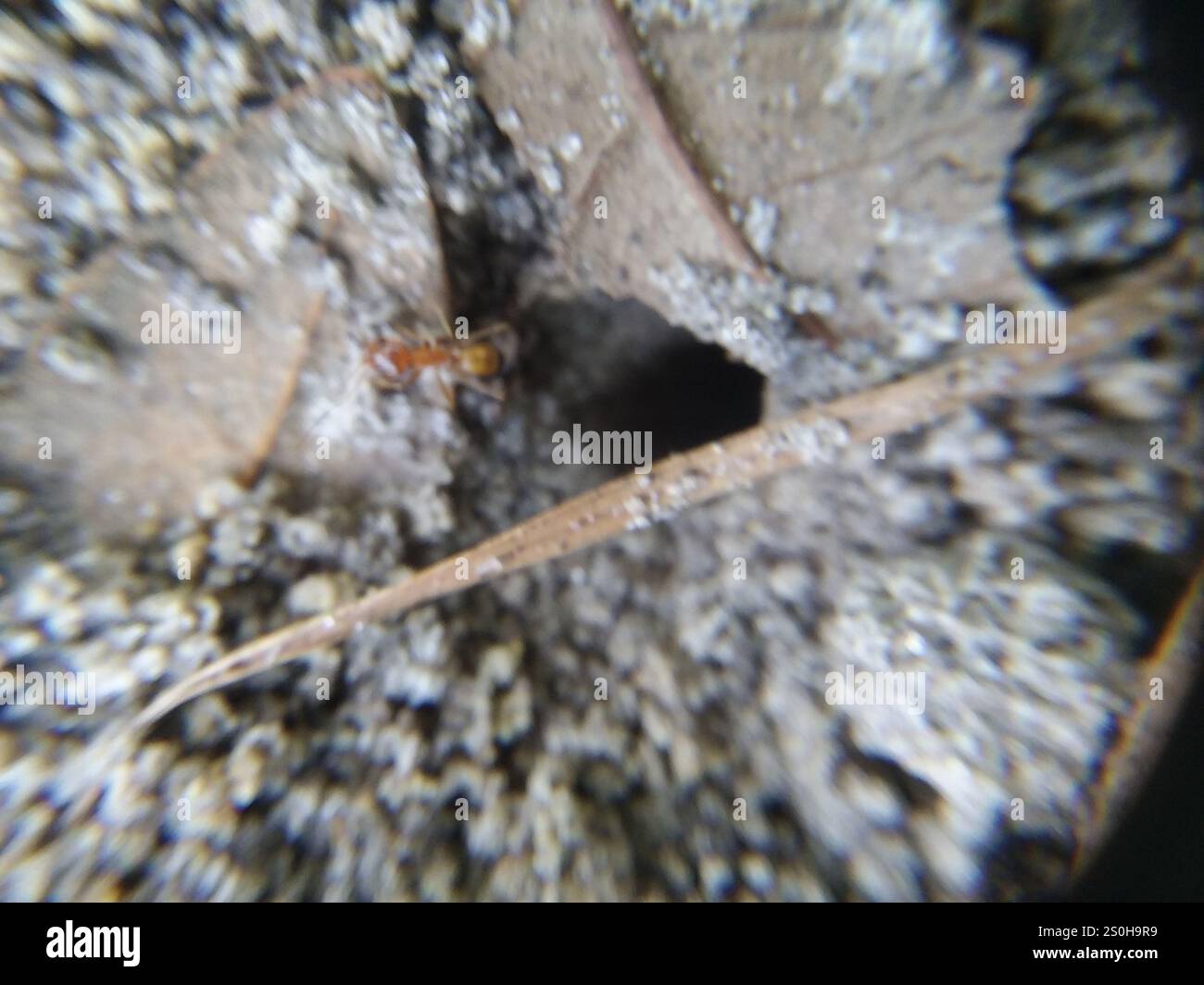 Buren's Pyramid Ant (Dorymyrmex bureni Stock Photo - Alamy