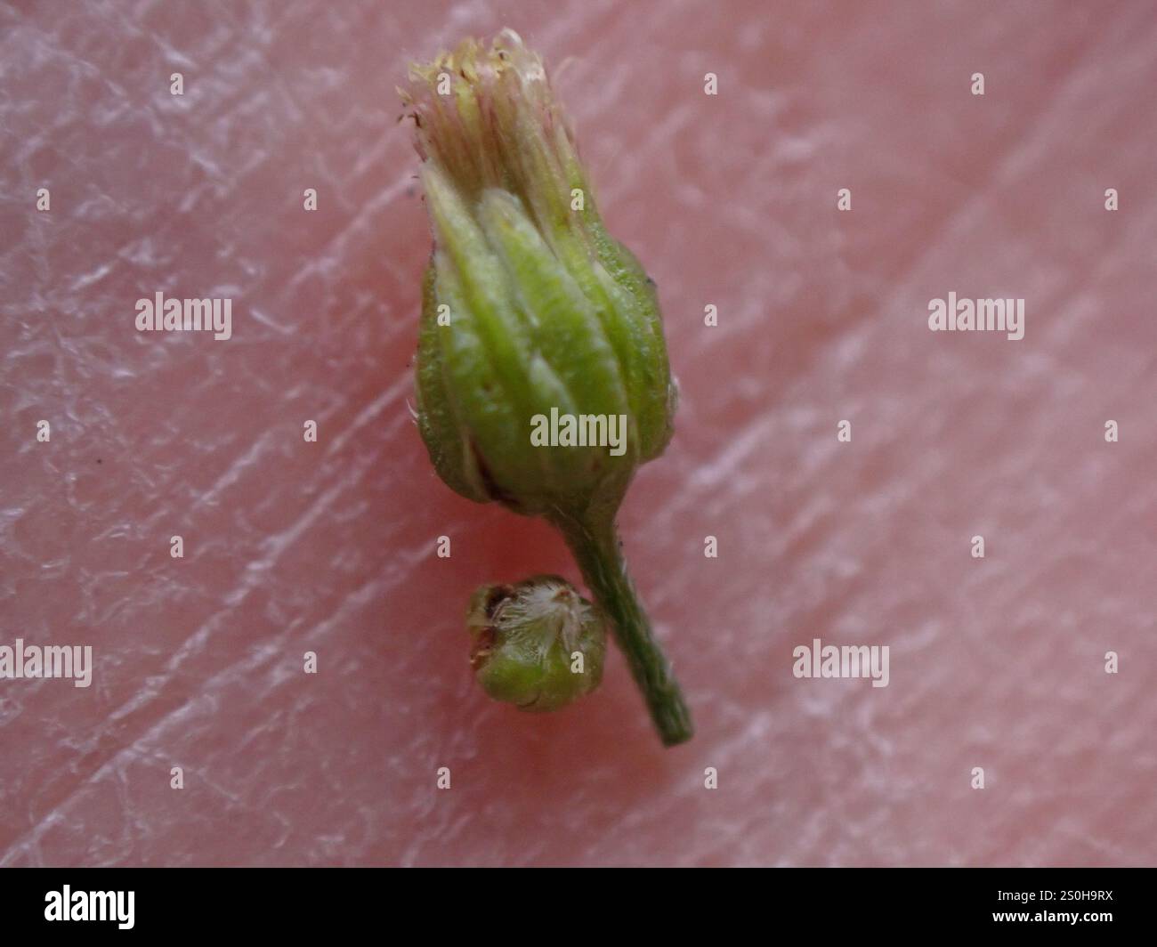 Tall Fleabane (Erigeron floribundus Stock Photo - Alamy