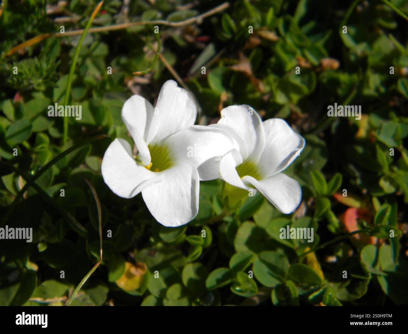 Mini Sorrel (Oxalis minuta Stock Photo - Alamy