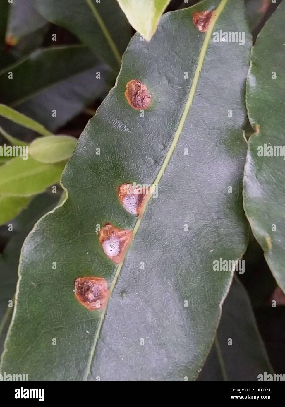pittosporum leaf-gall fly (Phytoliriomyza pittosporophylli Stock Photo ...