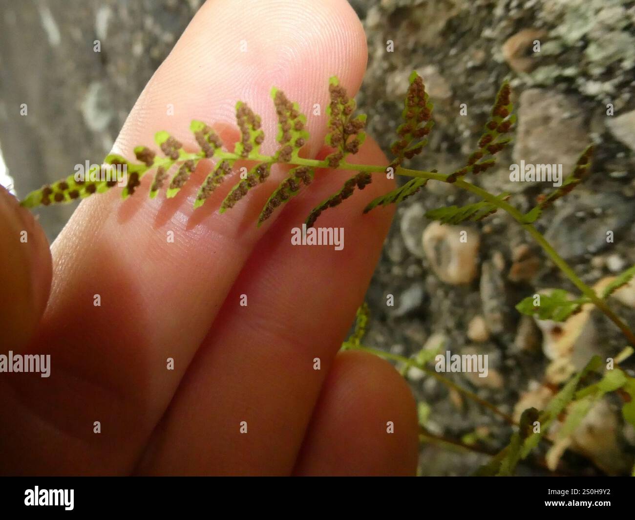 Mackay's Fragile Fern (Cystopteris tenuis Stock Photo - Alamy