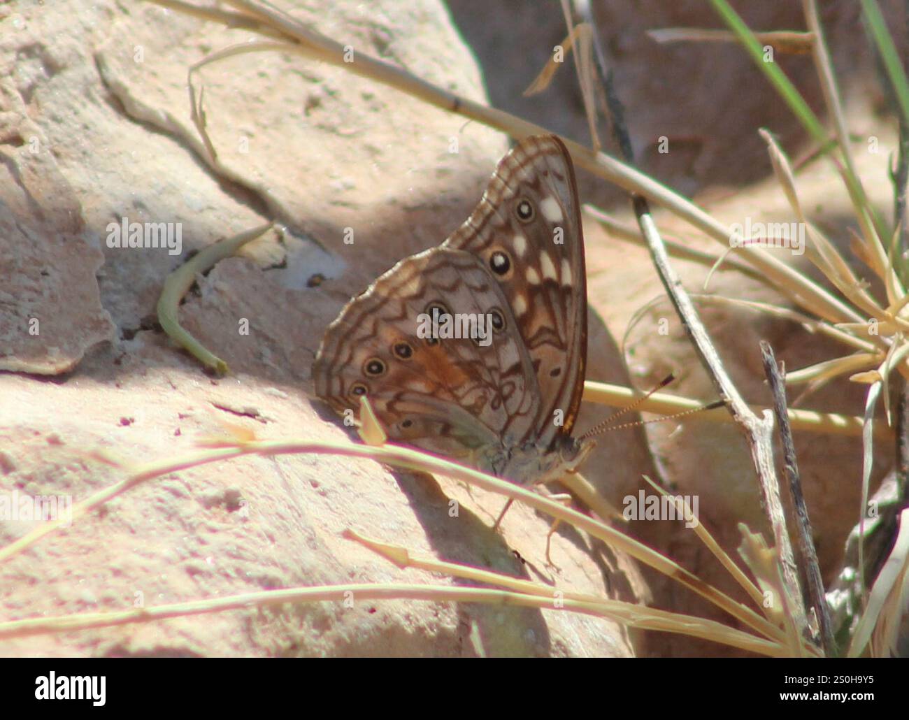 Hackberry Emperor (Asterocampa celtis Stock Photo - Alamy