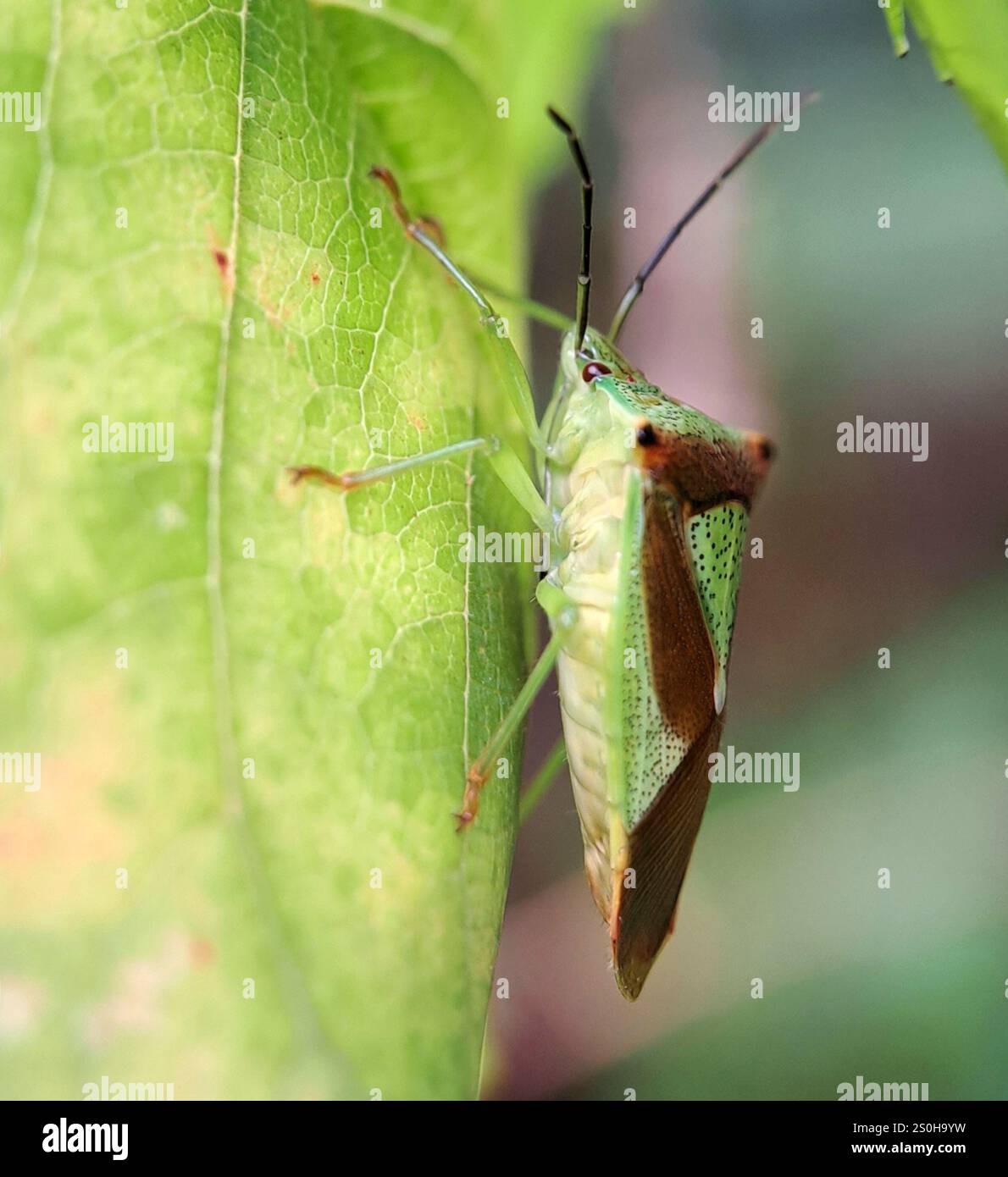 Hawthorn Shield Bug (Acanthosoma haemorrhoidale Stock Photo - Alamy