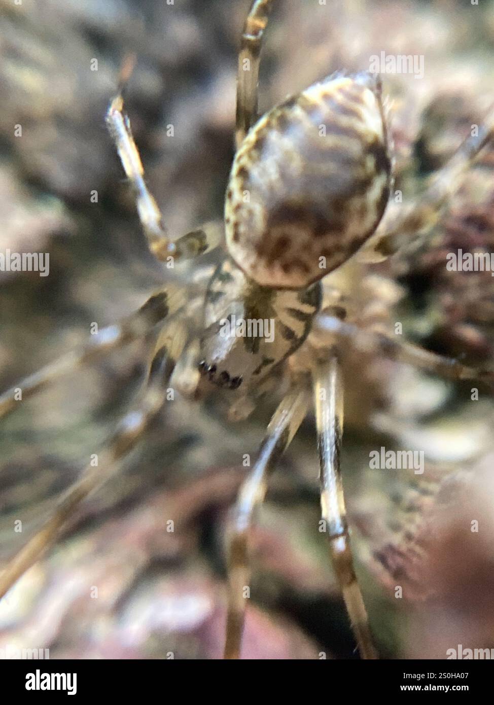 Invisible Spider (Drapetisca socialis Stock Photo - Alamy