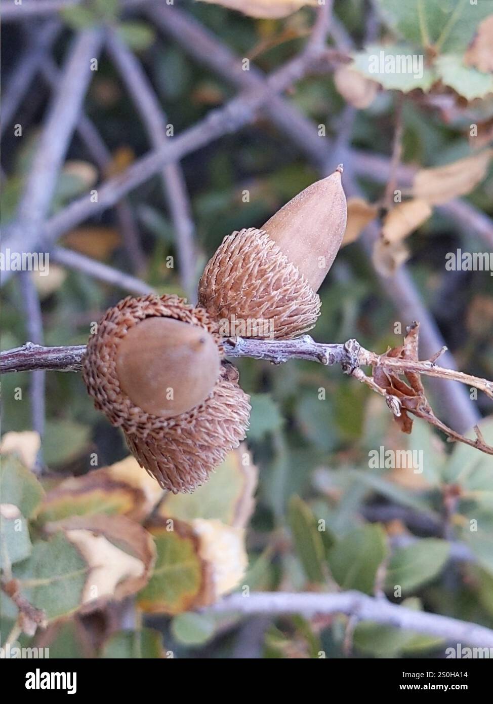 interior live oak (Quercus wislizeni Stock Photo - Alamy