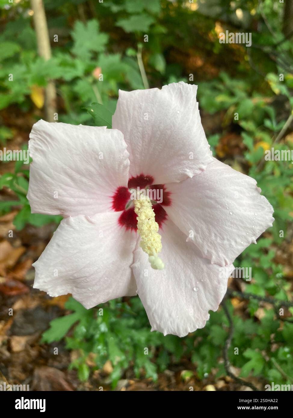 common hibiscus (Hibiscus syriacus Stock Photo - Alamy