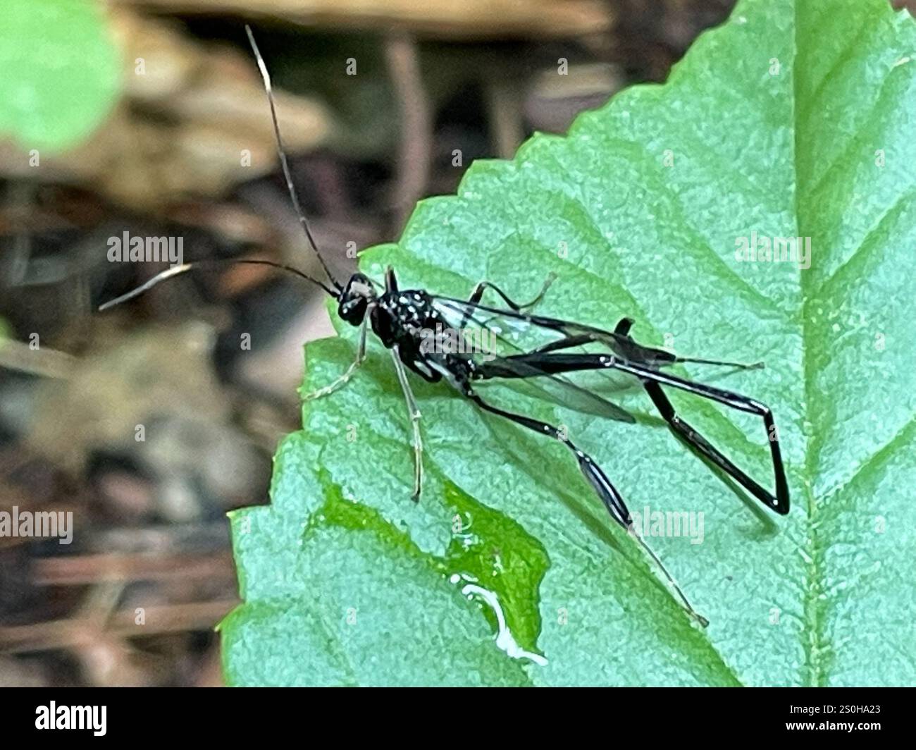 American Pelecinid Wasp (Pelecinus polyturator Stock Photo - Alamy