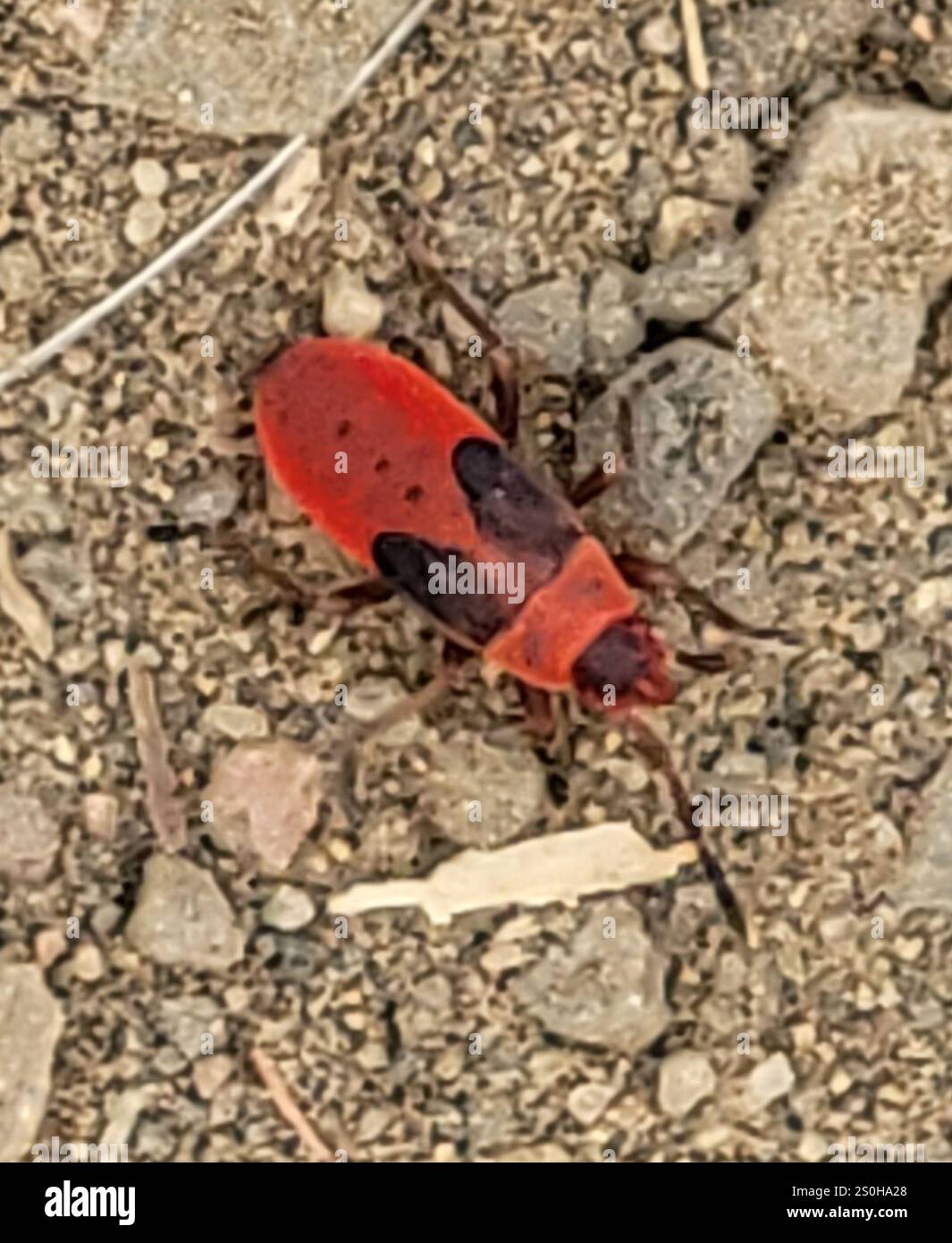 Mediterranean red bug (Scantius aegyptius Stock Photo - Alamy