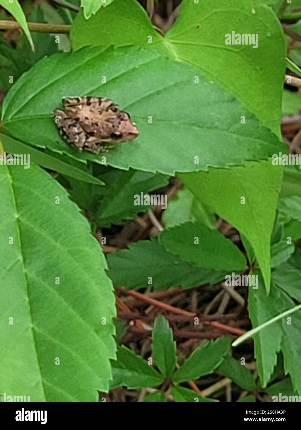 Southern Cricket Frog (Acris gryllus Stock Photo - Alamy
