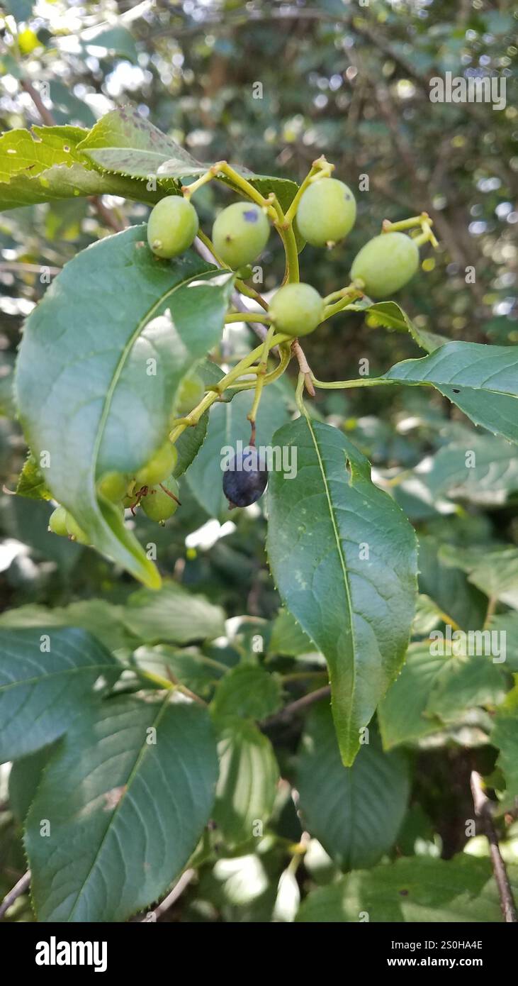 nannyberry (Viburnum lentago Stock Photo - Alamy