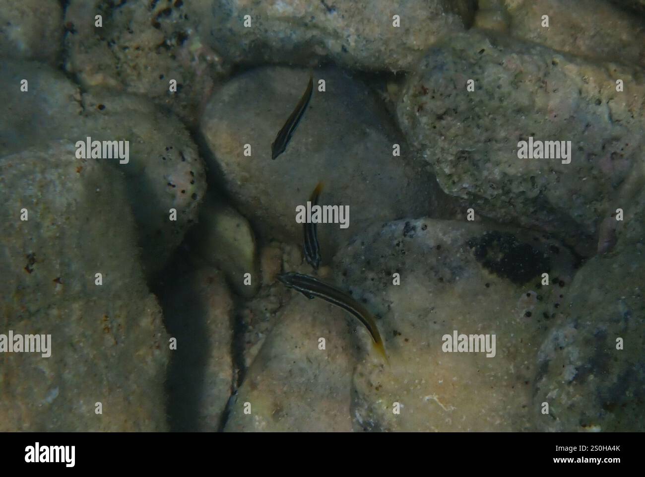 Mediterranean Rainbow Wrasse (Coris julis Stock Photo - Alamy