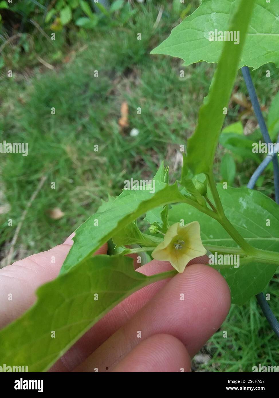 cutleaf groundcherry (Physalis angulata Stock Photo - Alamy