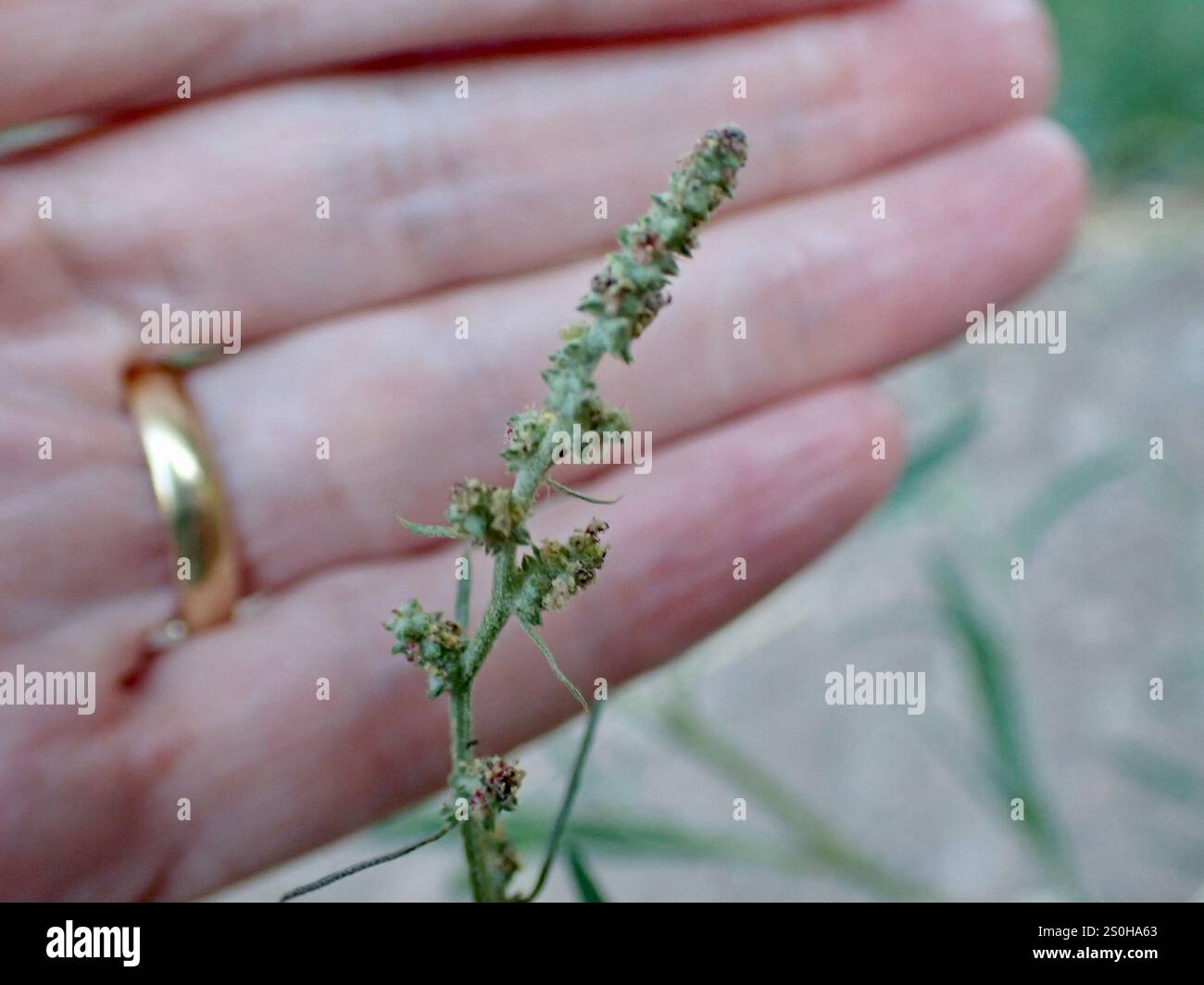 Grass-leaved Orache (Atriplex littoralis Stock Photo - Alamy