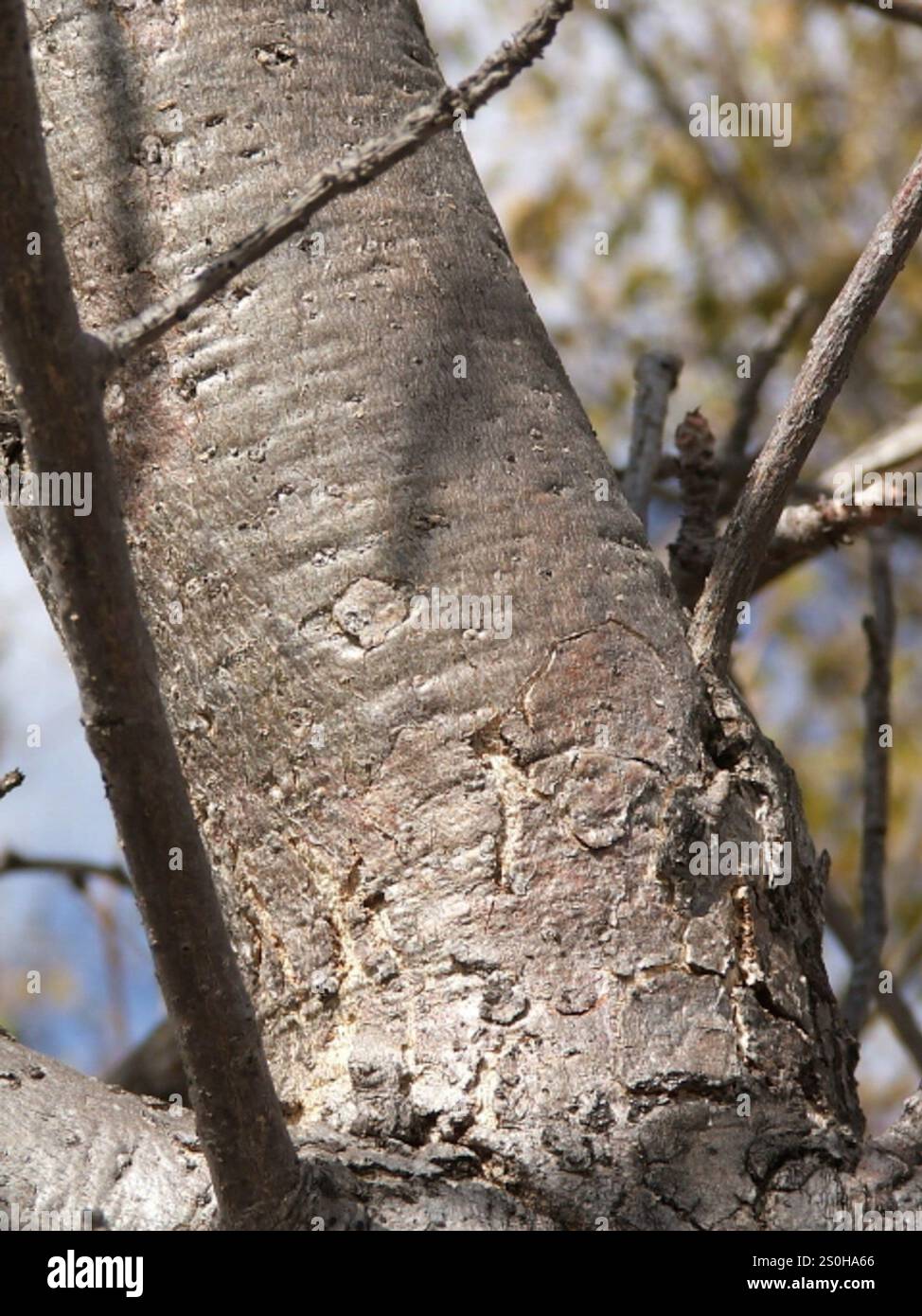 Live Long (Lannea discolor Stock Photo - Alamy