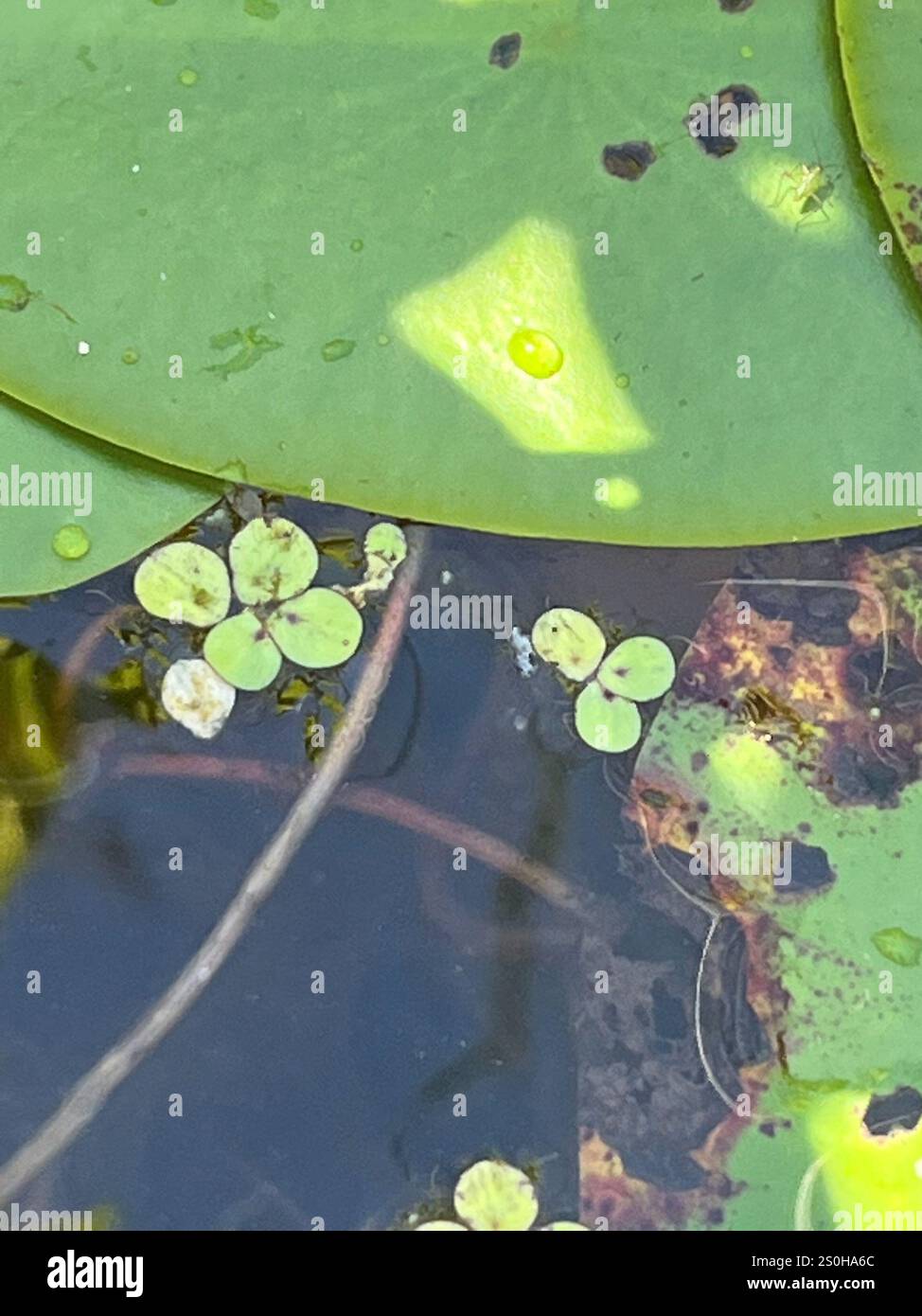 greater duckweed (Spirodela polyrhiza Stock Photo - Alamy
