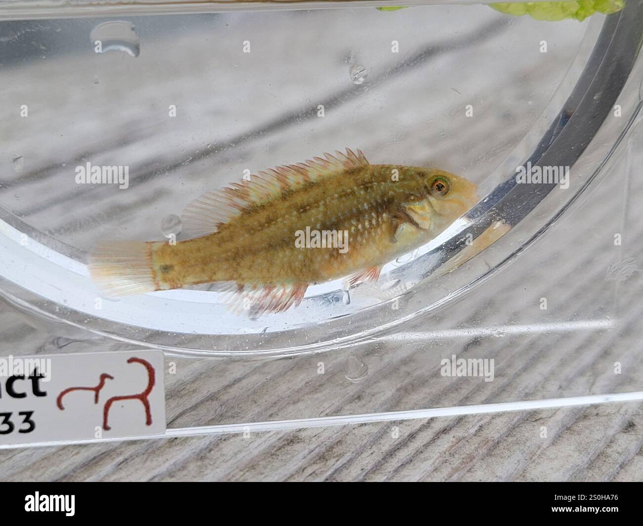 Corkwing Wrasse (Symphodus melops Stock Photo - Alamy