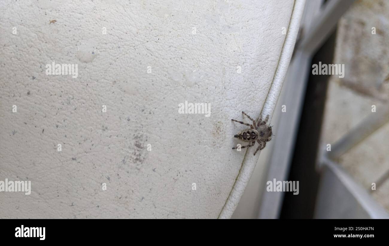 canopy jumping spider (Phidippus otiosus Stock Photo - Alamy