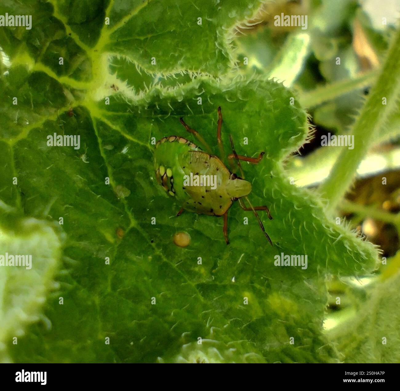 Southern Green Stink Bug (Nezara viridula Stock Photo - Alamy