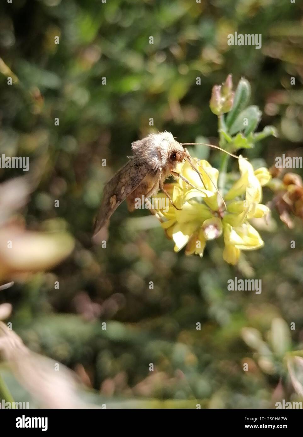 Ear Moth (Amphipoea oculea Stock Photo - Alamy