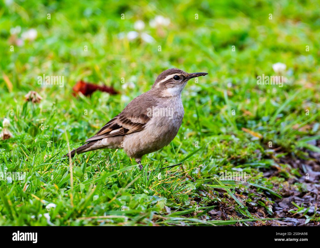 A Long-tailed Cinclodes (Cinclodes pabsti) foraging on grass. State of Santa Catarina, Brazil ...