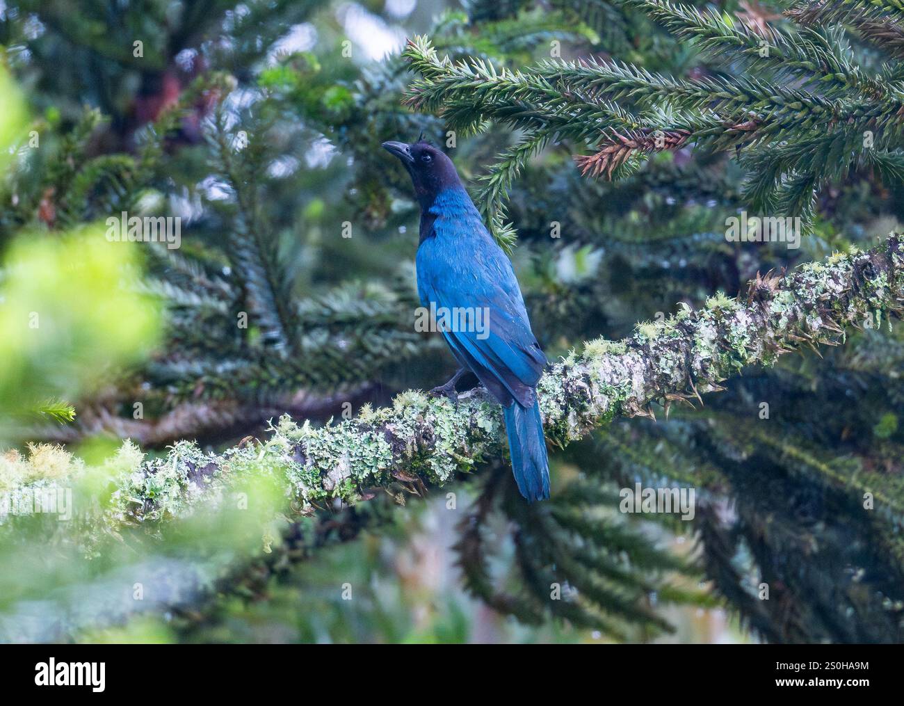 An Azure Jay (Cyanocorax caeruleus) perched on a branch of a big tree ...