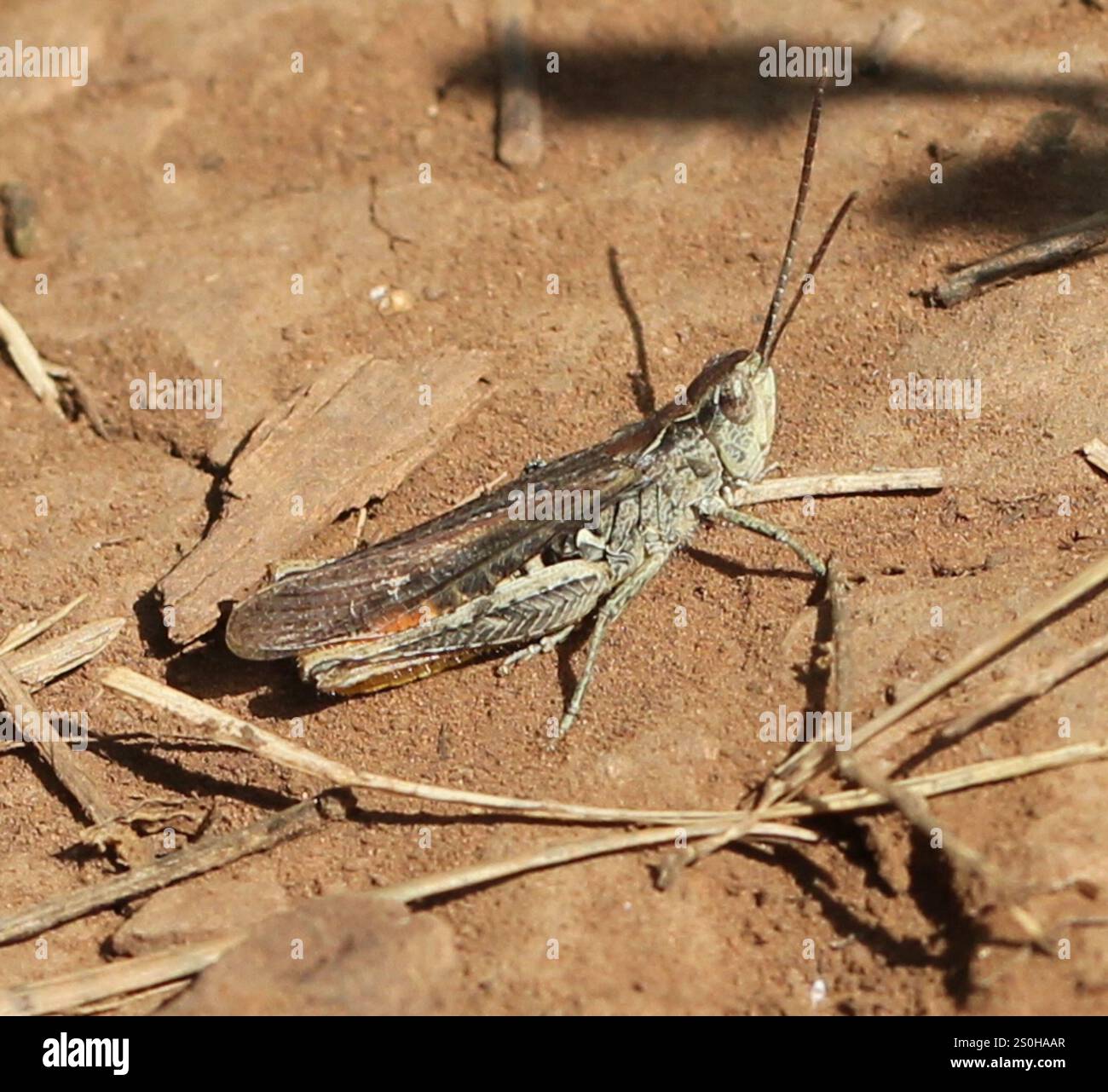 Common Field Grasshopper (Chorthippus brunneus Stock Photo - Alamy