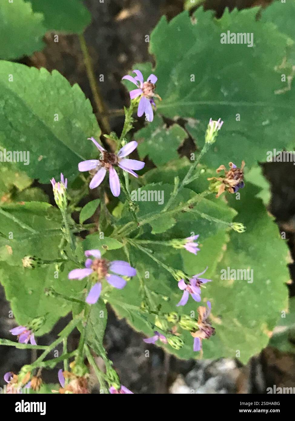 Common Blue Wood Aster (Symphyotrichum cordifolium Stock Photo - Alamy
