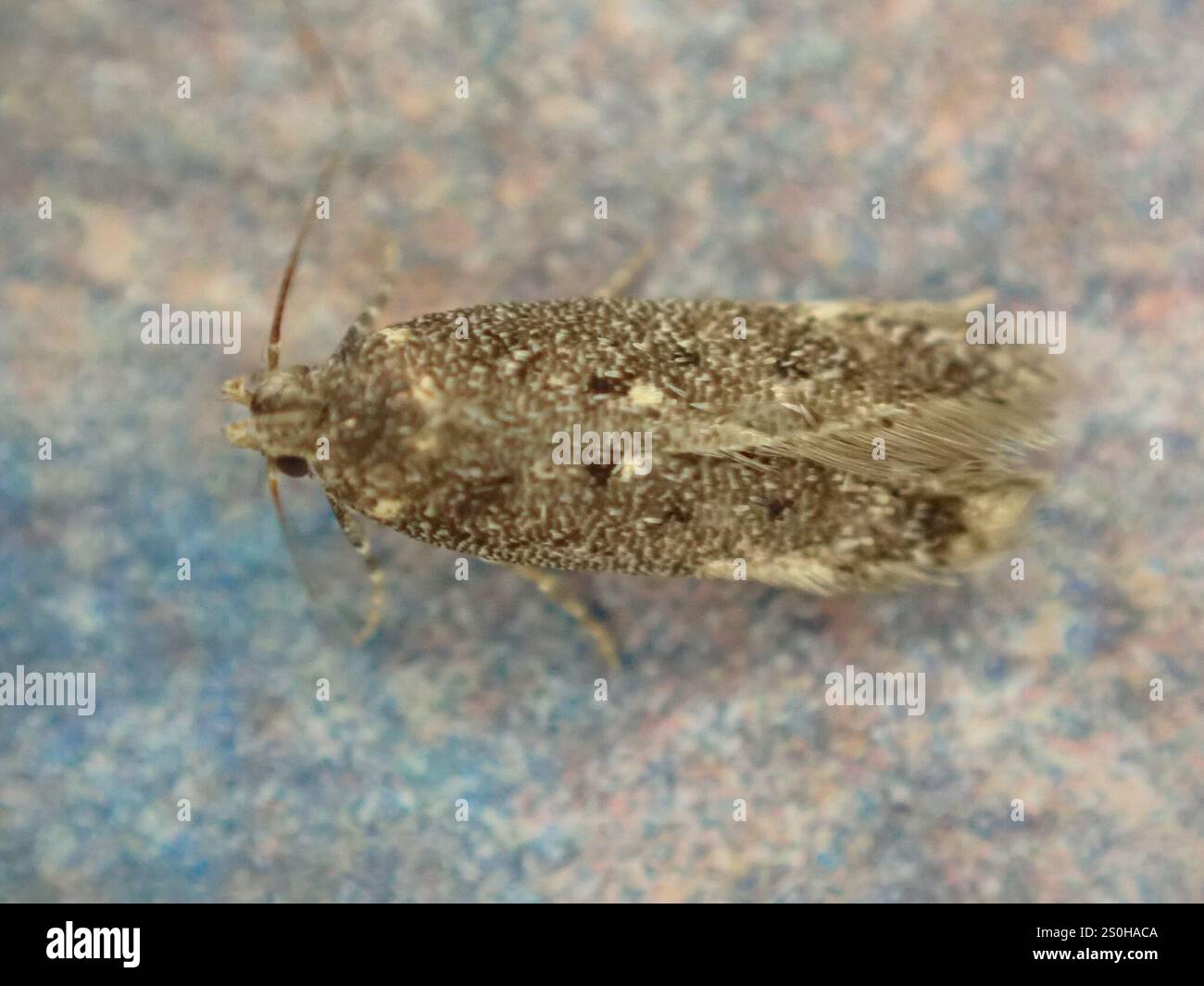 Dark Groundling (Bryotropha affinis Stock Photo - Alamy
