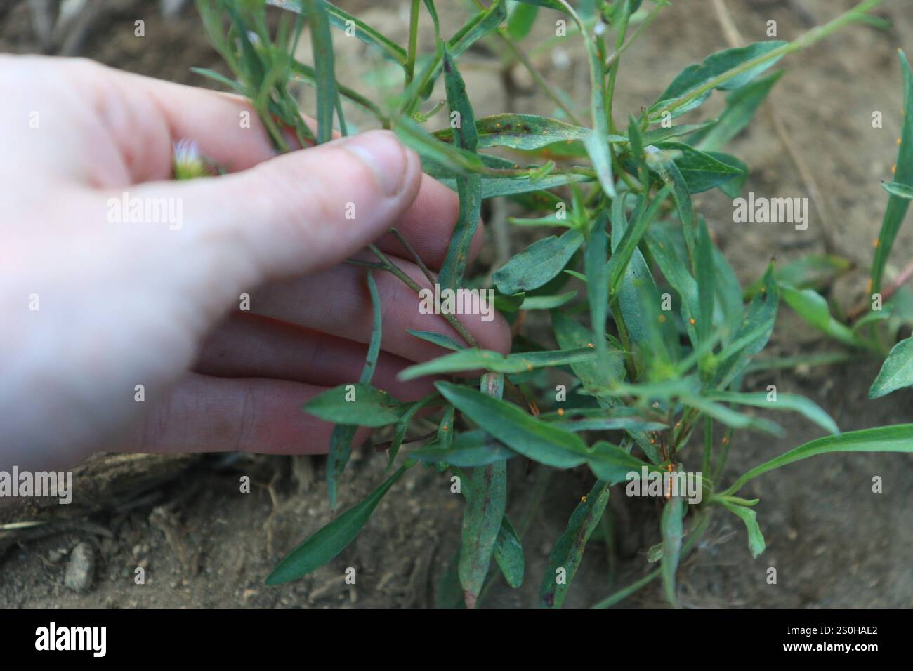 Leafy Aster (Symphyotrichum foliaceum Stock Photo - Alamy