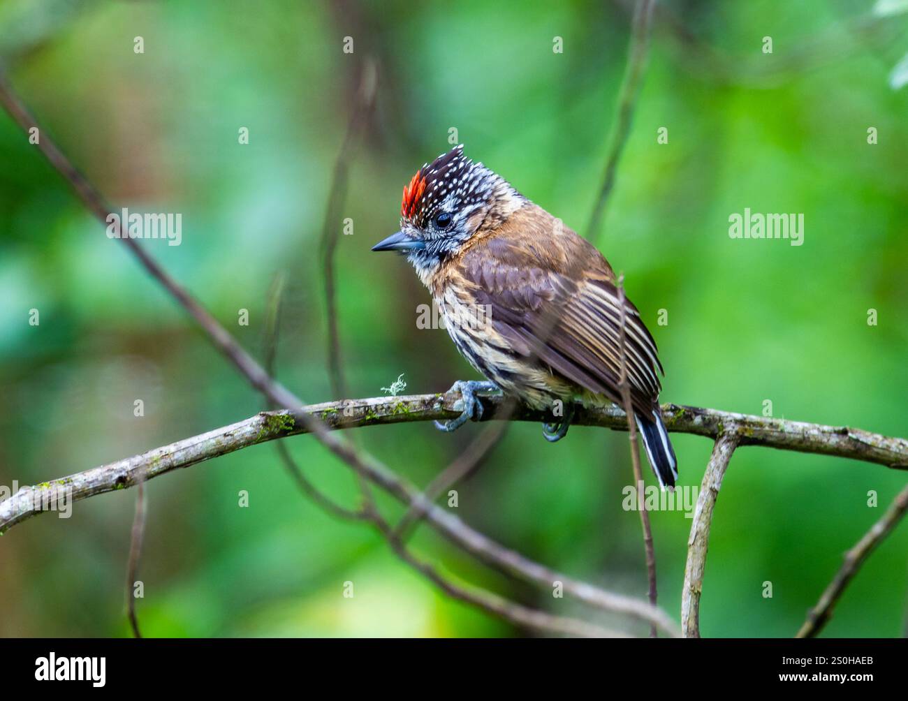 Mottled piculet hi-res stock photography and images - Alamy