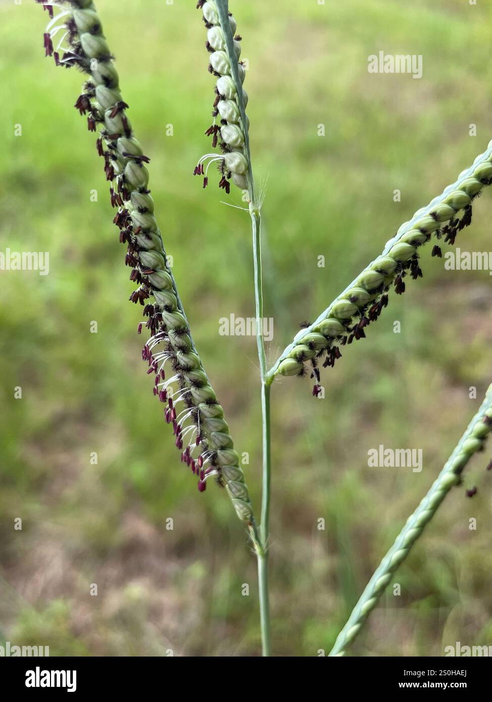 Florida paspalum (Paspalum floridanum Stock Photo - Alamy