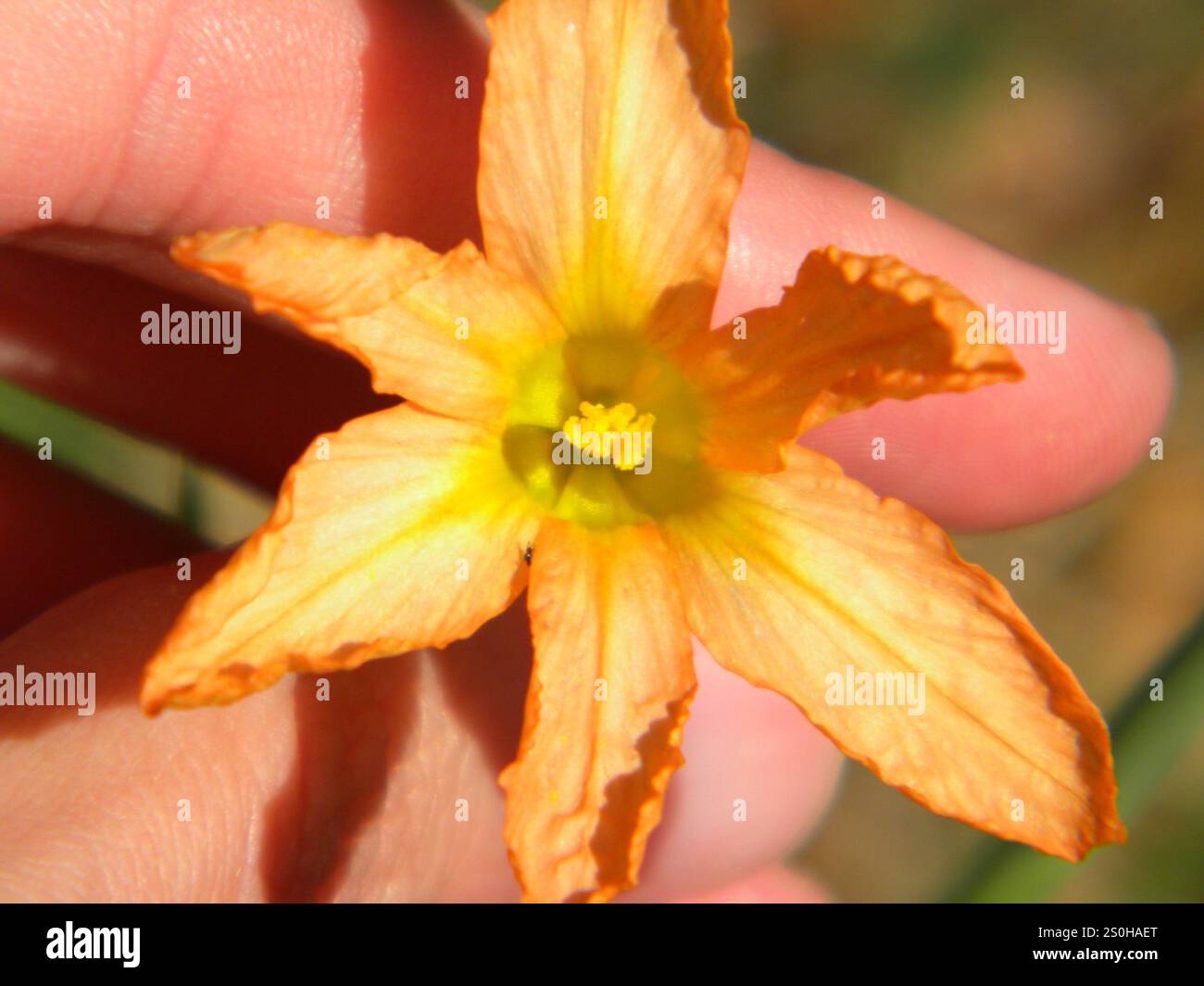 Cape Tulips (Moraea Stock Photo - Alamy