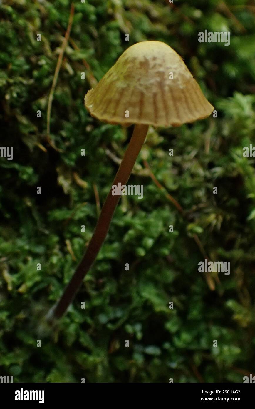 Moss Bell (Galerina hypnorum Stock Photo - Alamy
