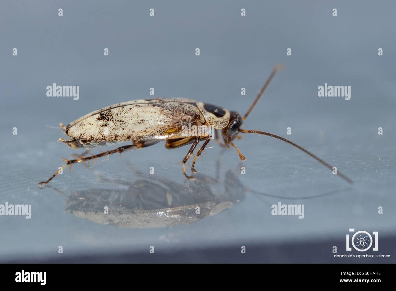 Painted Beetle Cockroach (Plectoptera picta Stock Photo - Alamy