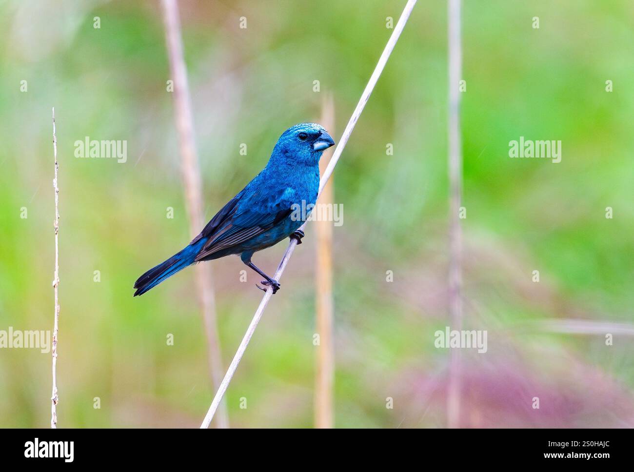 A male Glaucous-blue Grosbeak (Cyanoloxia glaucocaerulea) perched on a ...