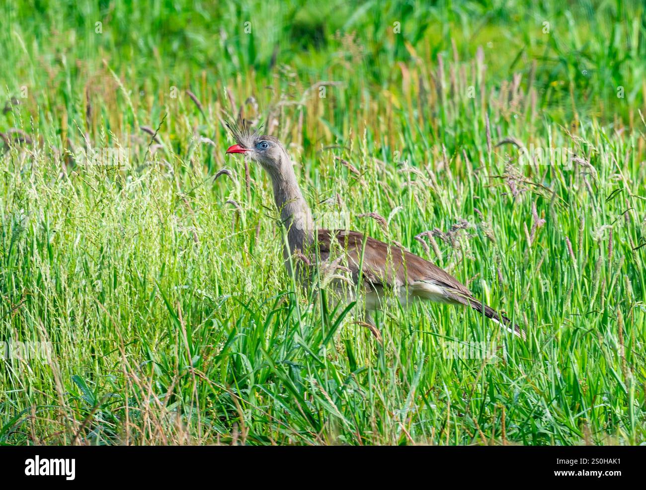 A Red-legged Seriema (Cariama cristata) walking in tall grass. State of ...