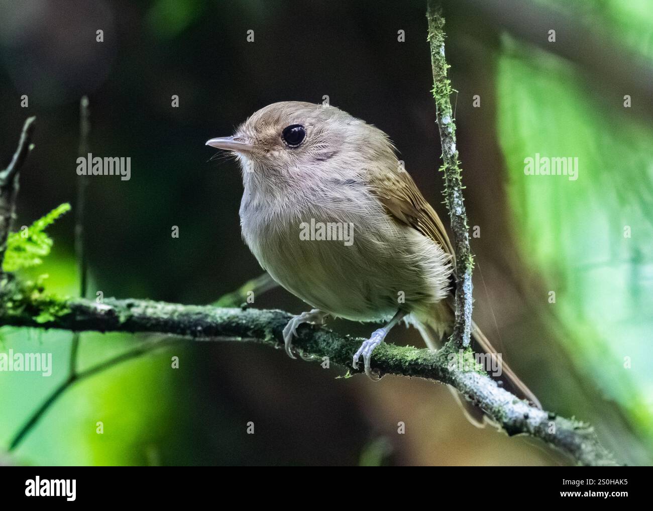 A Brown-breasted Pygmy-Tyrant (Hemitriccus obsoletus) perched on a ...