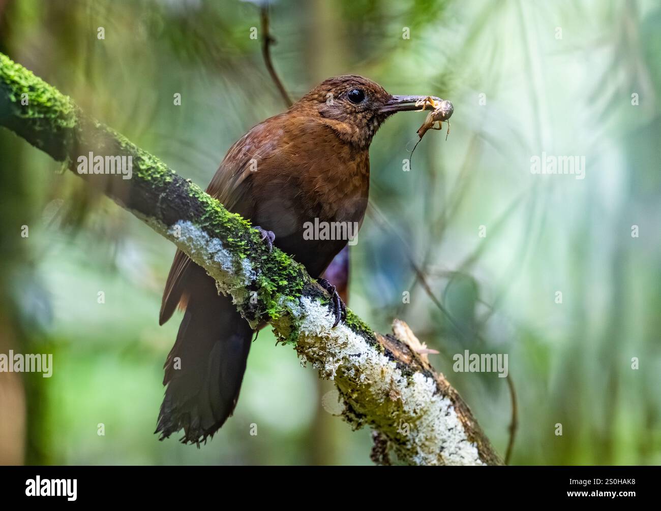 A Rufous-breasted Leaftosser (Sclerurus scansor) caught a cricket ...