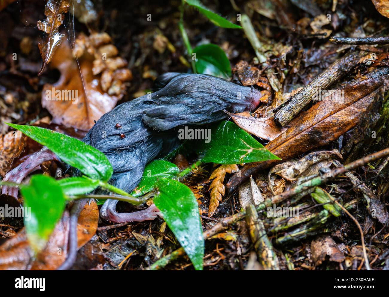 A young Black rat (Rattus rattus) on wet forest floor. State of Rio ...