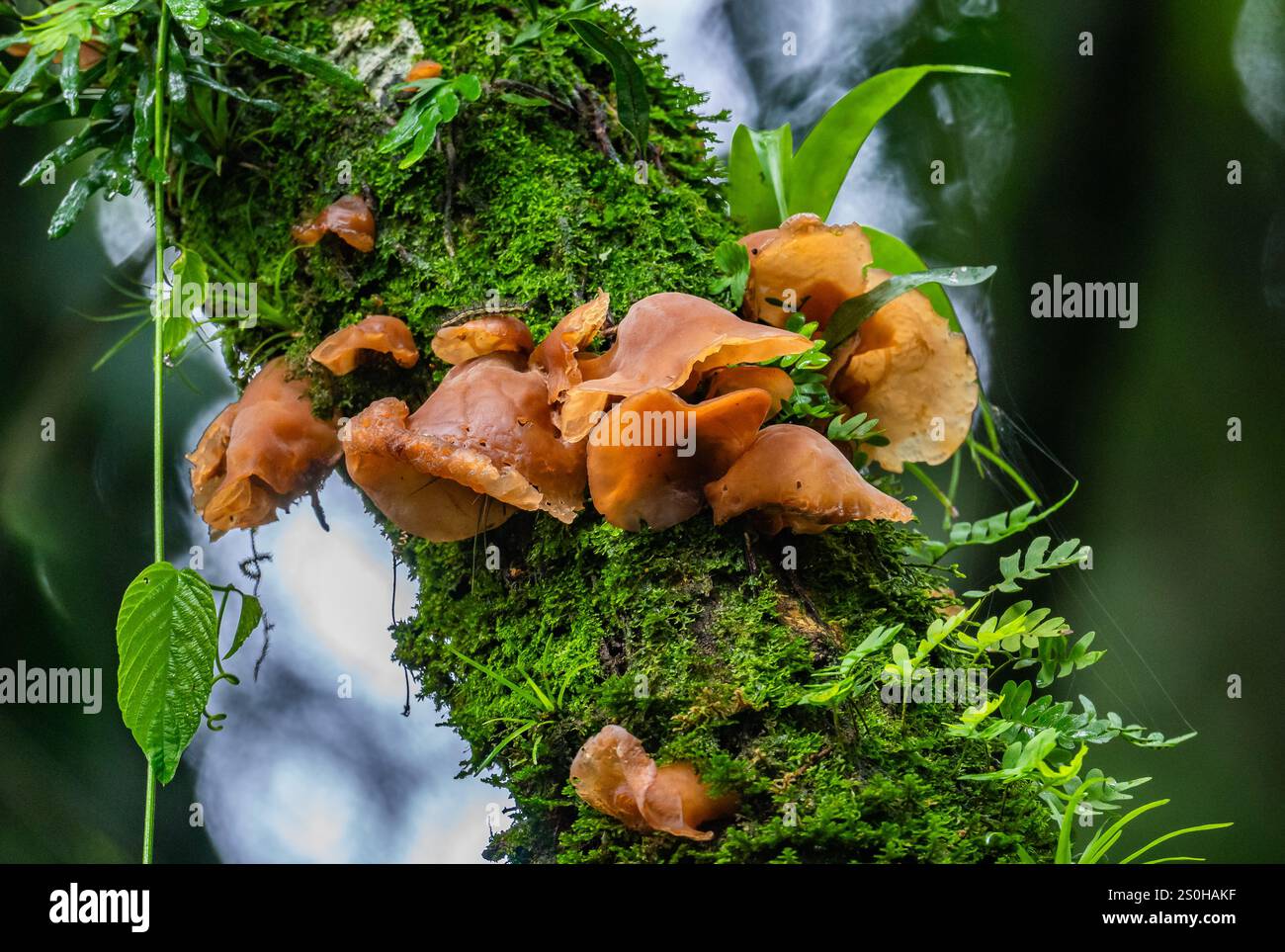 Clusters of Wood ear mushrooms growing on tree trunks in forest. State ...