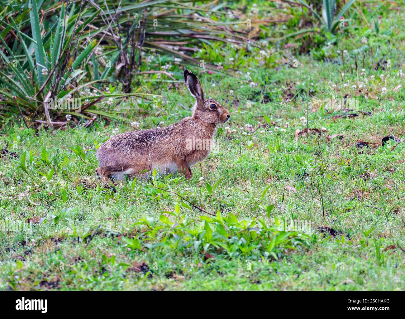 European Hare (Lepus europaeus) was introduced to South America. State ...