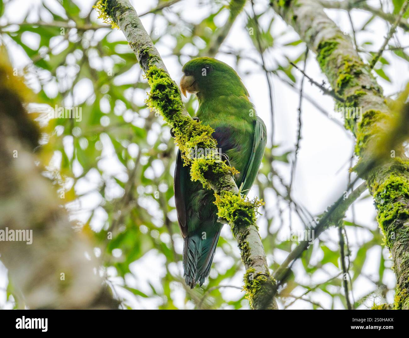 Malachitacea hi-res stock photography and images - Alamy